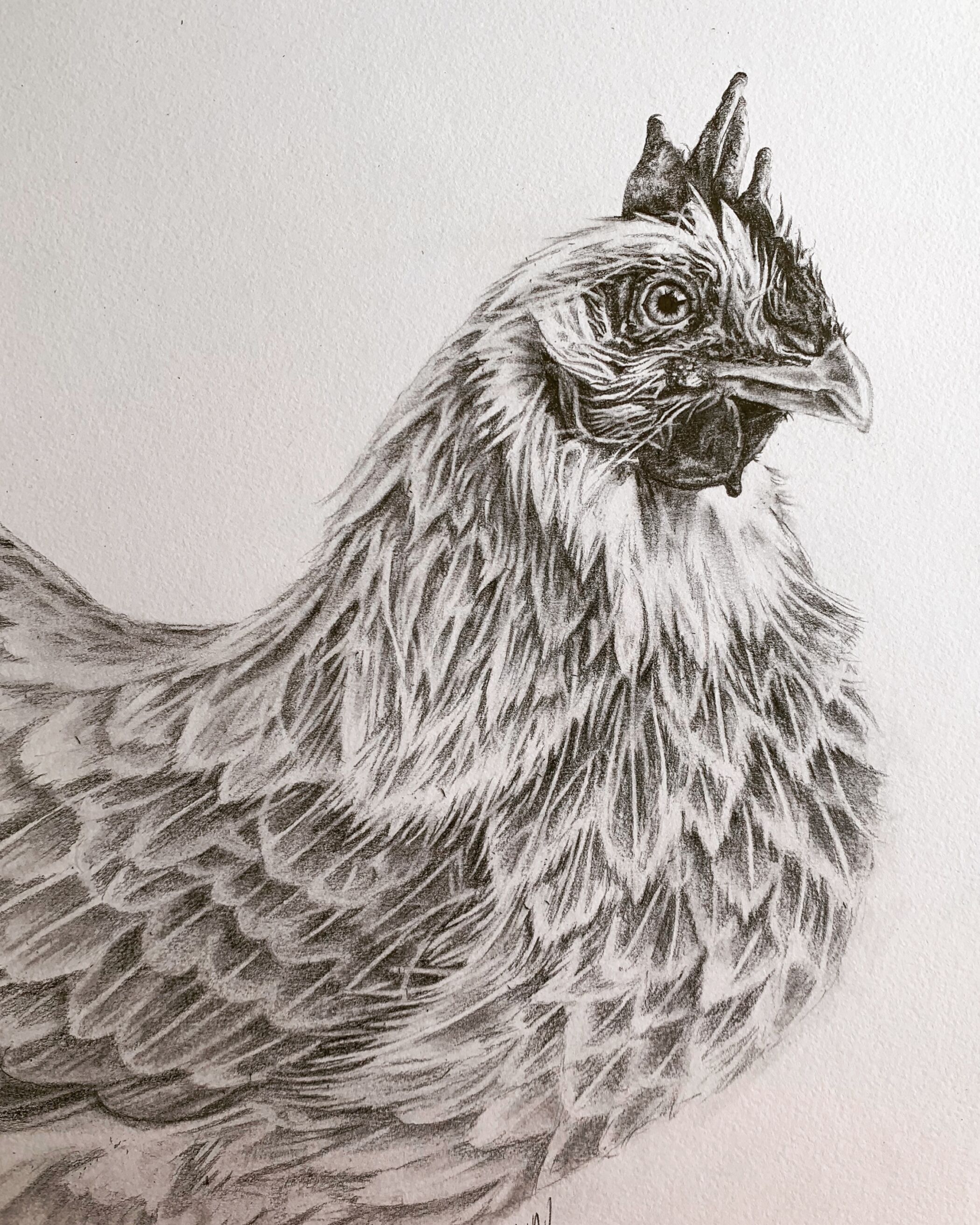 Peaches the Chicken by Heather Mead (Graphite Pencils)